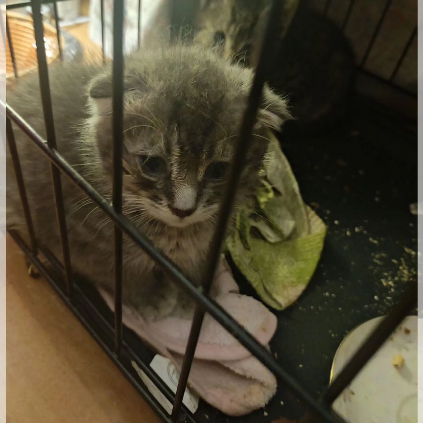 Котёнок в добрые руки
