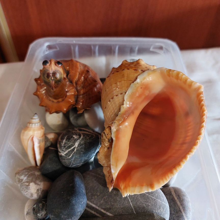 Морские ракушки для аквариума, морские камешки
