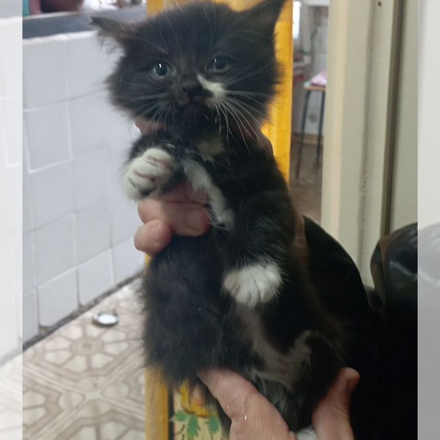 Котёнок в добрые руки