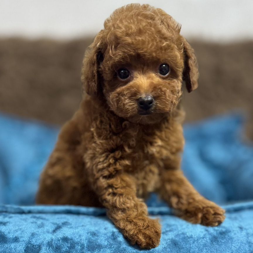 Той-пудель, щенок