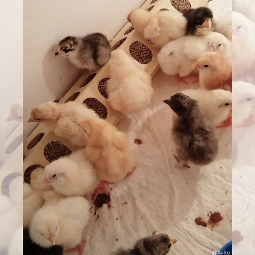 Цыплята суточные несушки