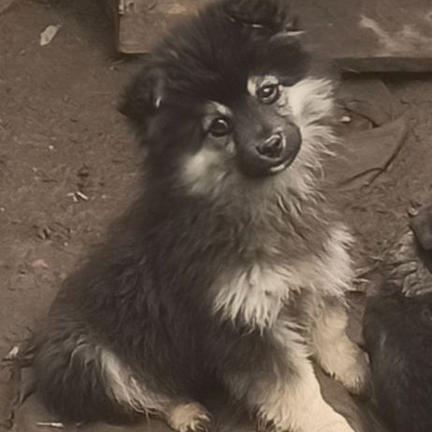 Щенок, кабель. Бесплатно