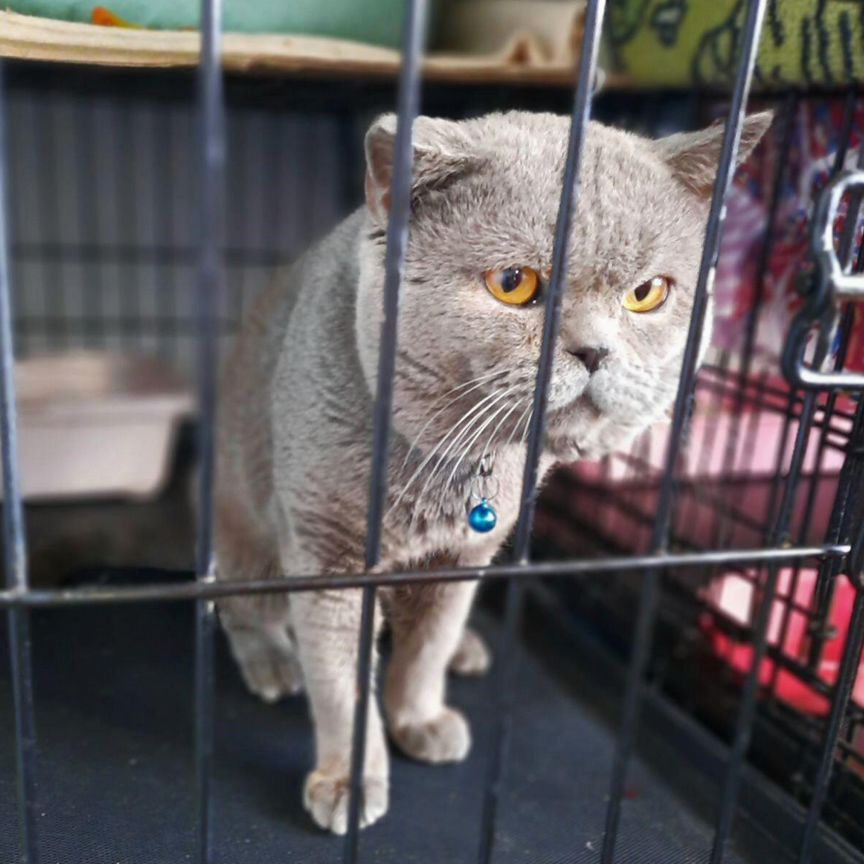 Шотландский прямоухий короткошёрстный, взрослый кот