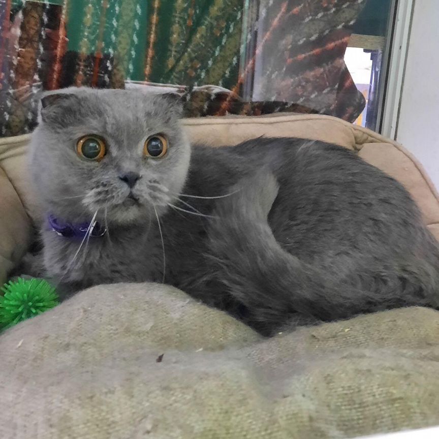 Шотландская вислоухая короткошёрстная, взрослая кошка