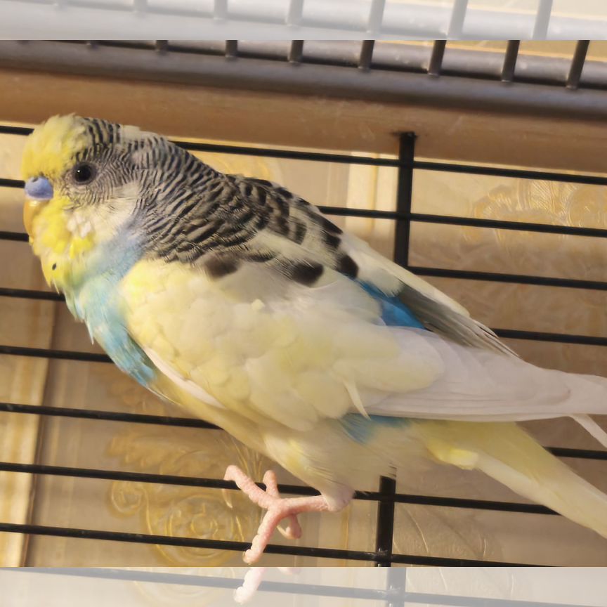 Самочка и самец волнистого попугая