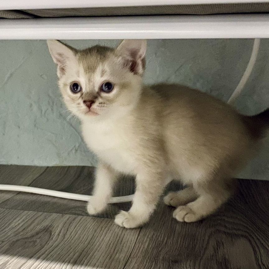 Котенок полукровка