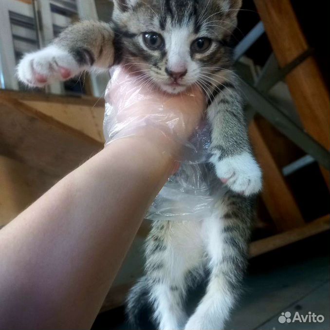 Котули красотули