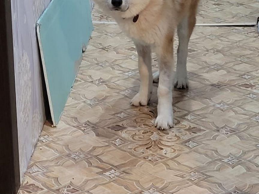 Собака