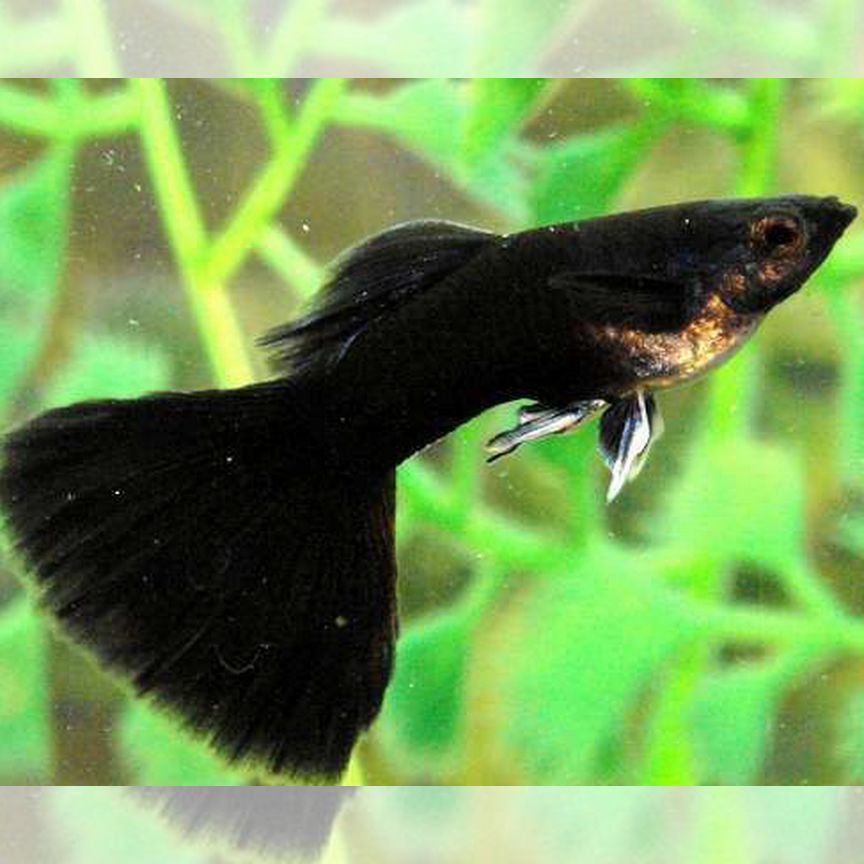 Живородящие рыбки, гуппи, меченосцы