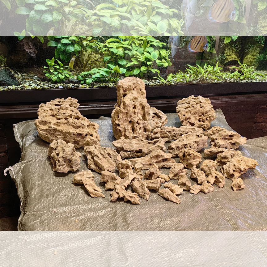 Ракушечник крымский