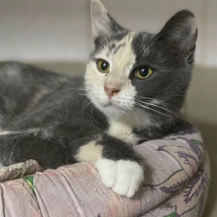 Кошечка Диана