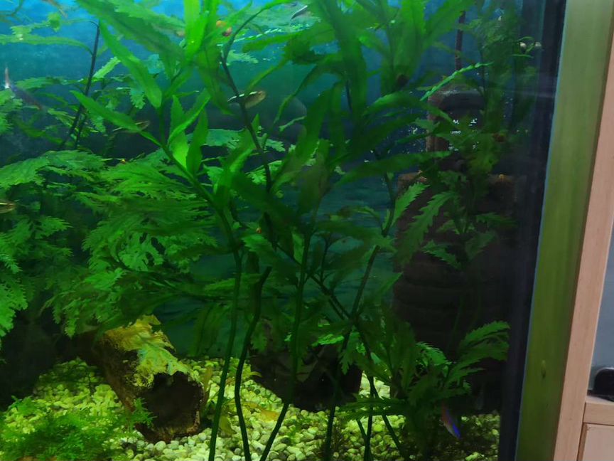 Балбитис папоротник аквариумный