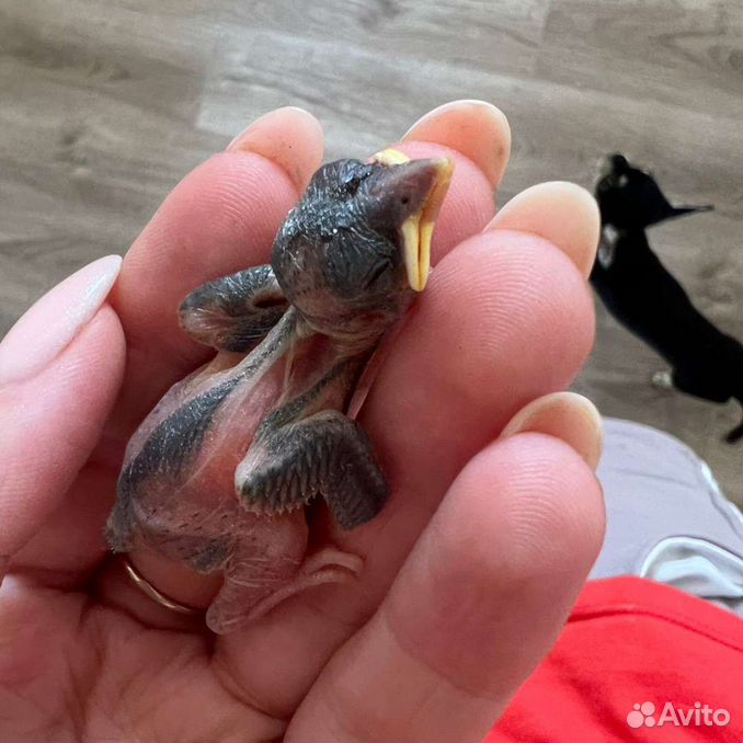 Птенец воробья