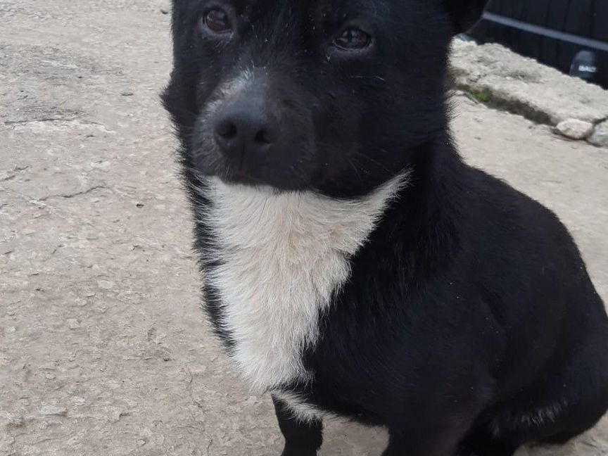 Маленький пёсик ищет дом