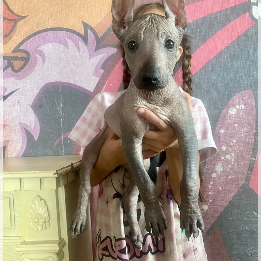 Мексиканская голая собака, щенок