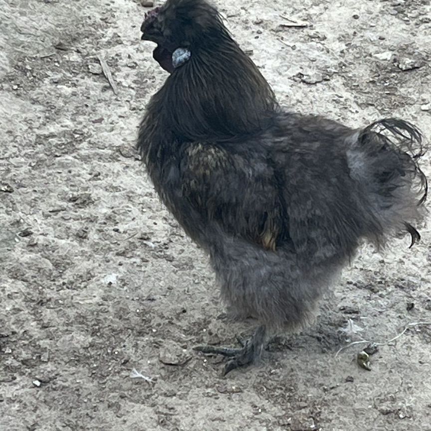 Петушок и мясо гуся