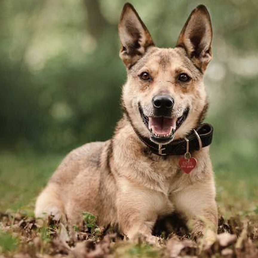 Взрослый пёс в добрые руки