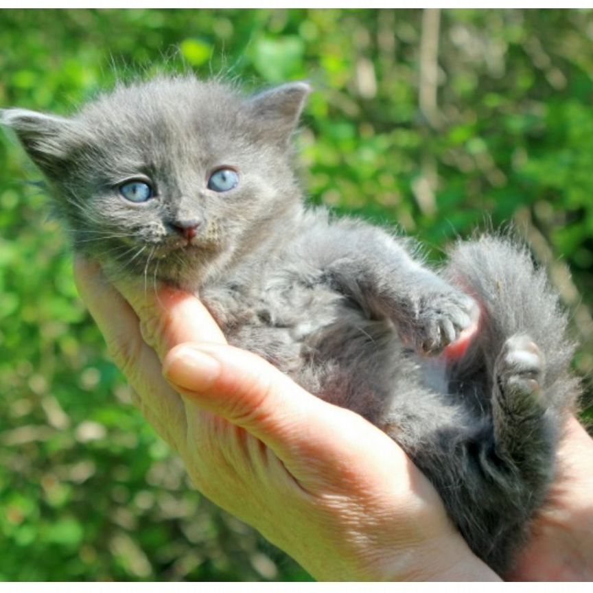 Котёнок в добрые руки