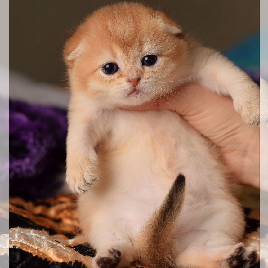 Шотландский вислоухий короткошёрстный котёнок