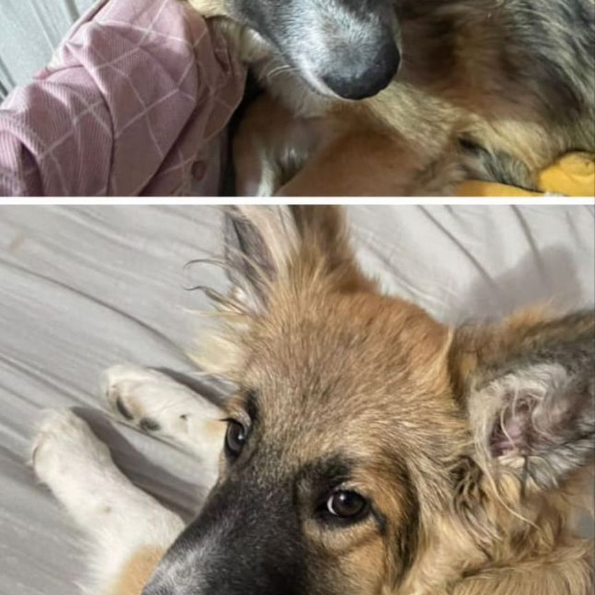 От собаки отказались