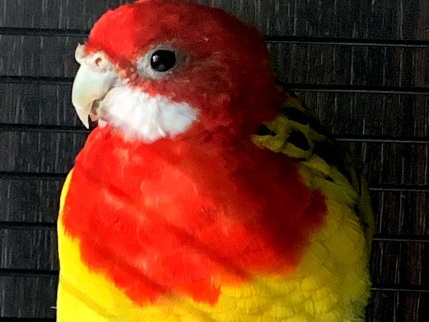 Попугай розелла с клеткой и игрушками