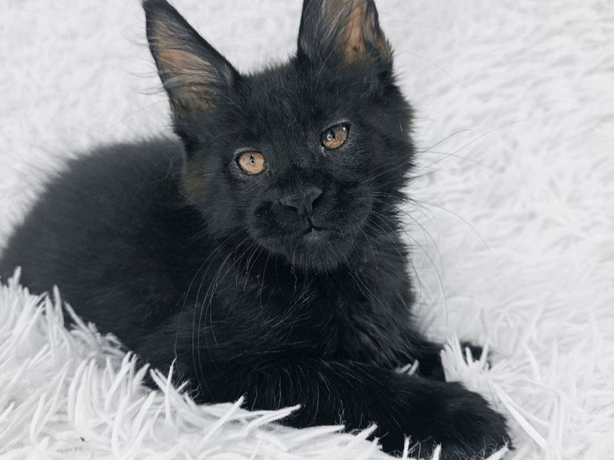 Котенок Мейн кун