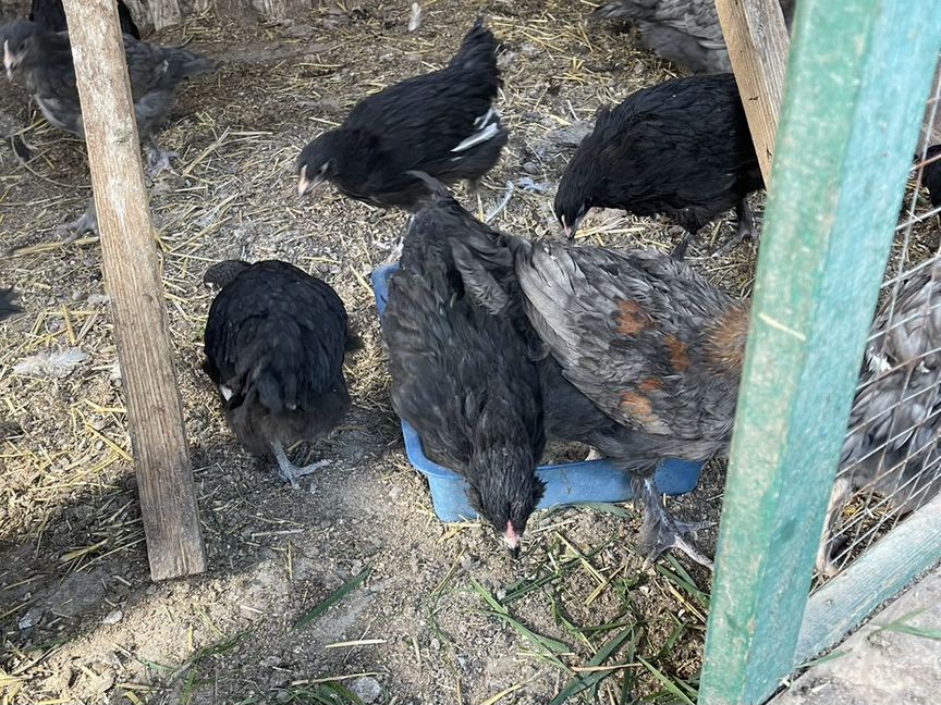 Породные куры Маран