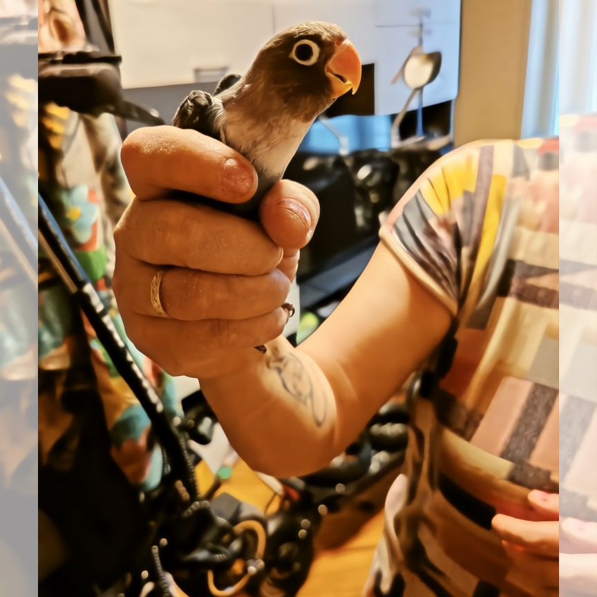 Попугай неразлучник масковый Фишера