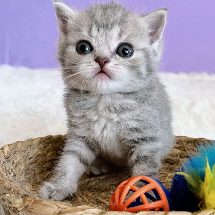 Шотландский прямоухий короткошёрстный котёнок
