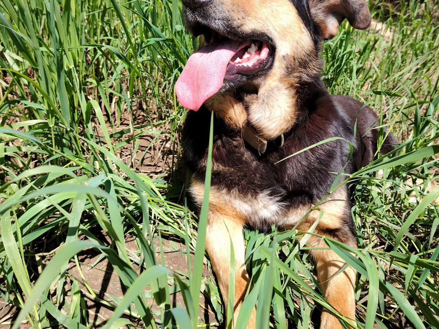 Овчарка (метис)