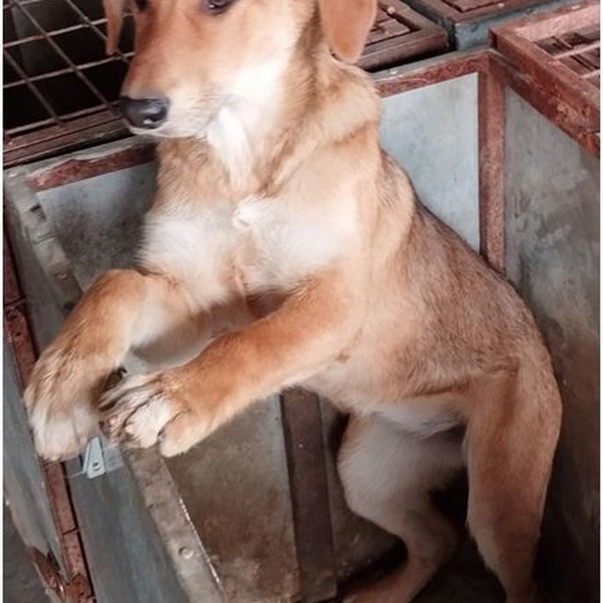 Собаки желает найти семью)