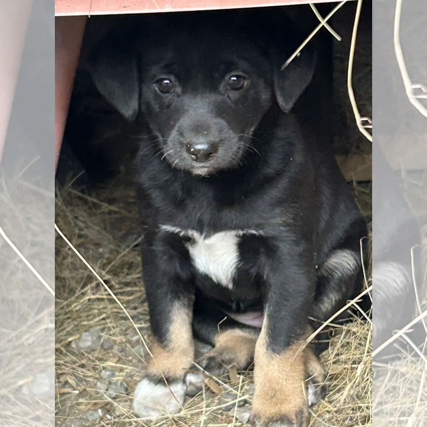 Щенок в добрые руки