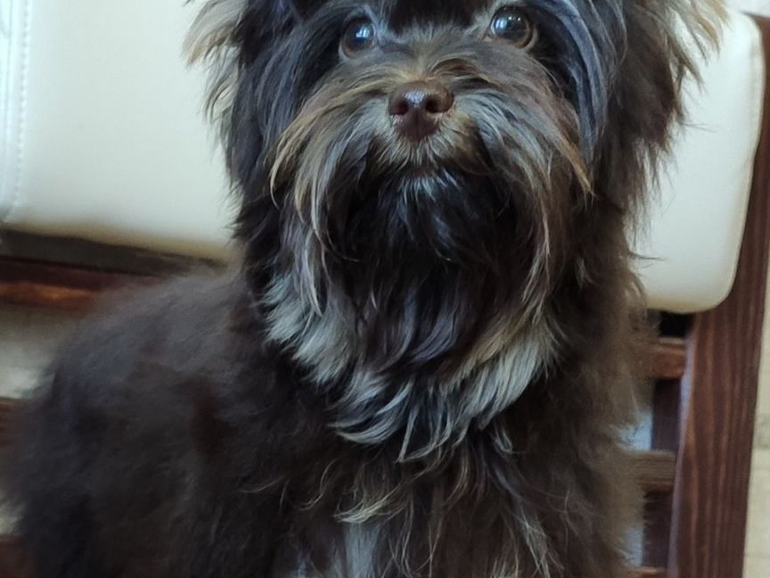 Шоколадный мальчик(Йорк)