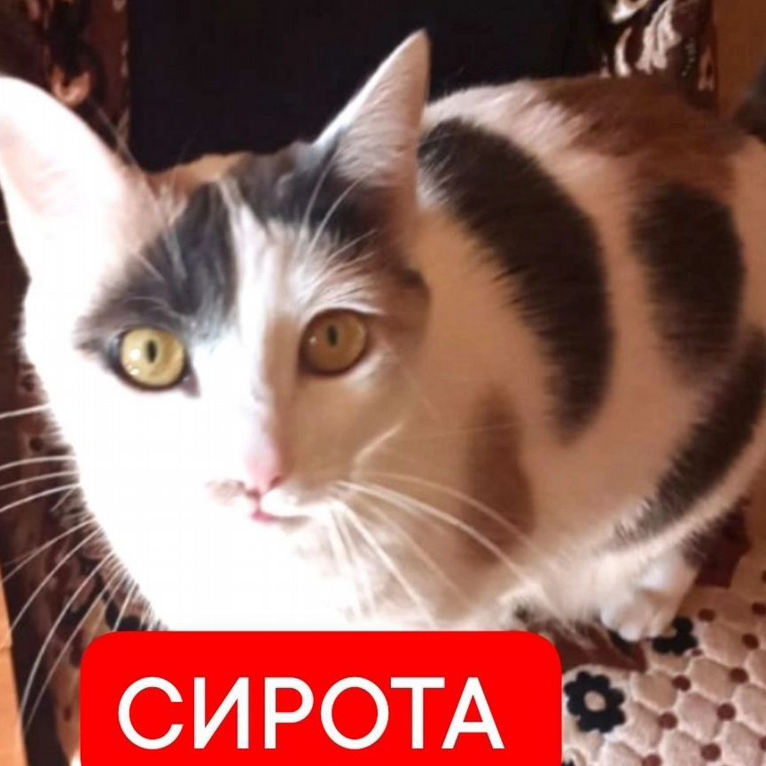 Сироткам Евсею и Надюше нужен новый дом
