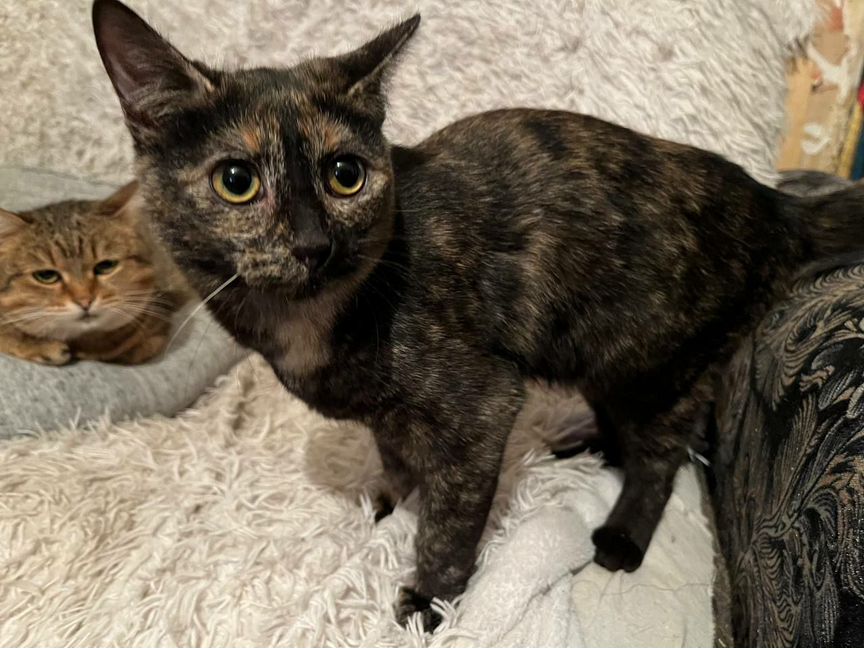 Кошка