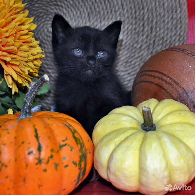 Бомбейские котята