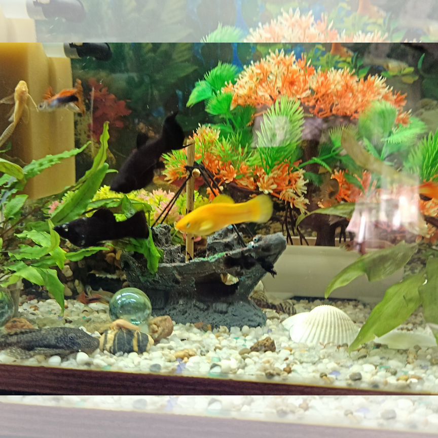 Малинезии молодь, гигрофила иволистная