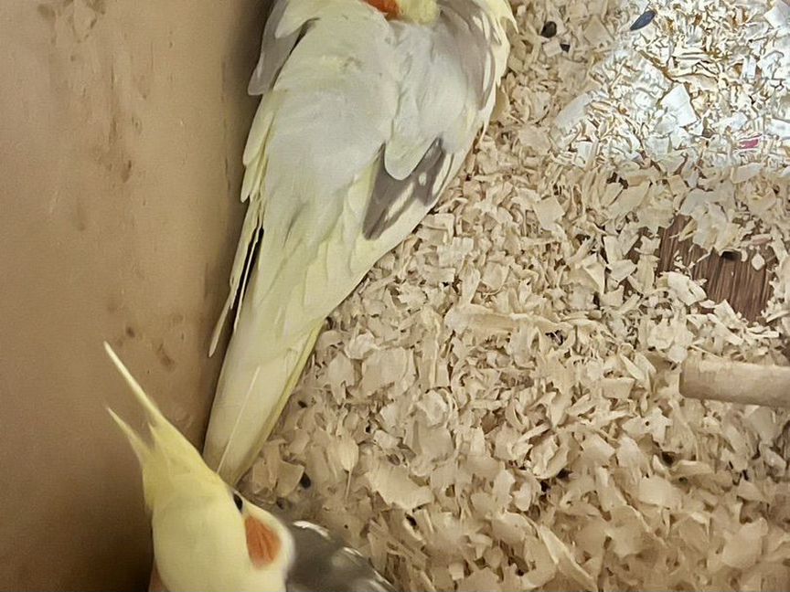 Попугай корелла с клеткой