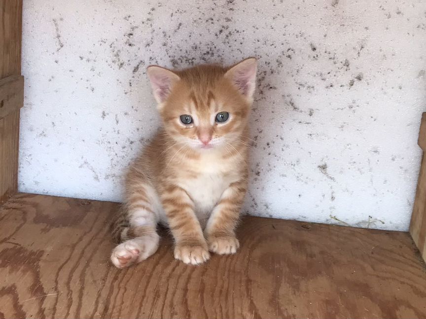 Отдам котят в добрые руки
