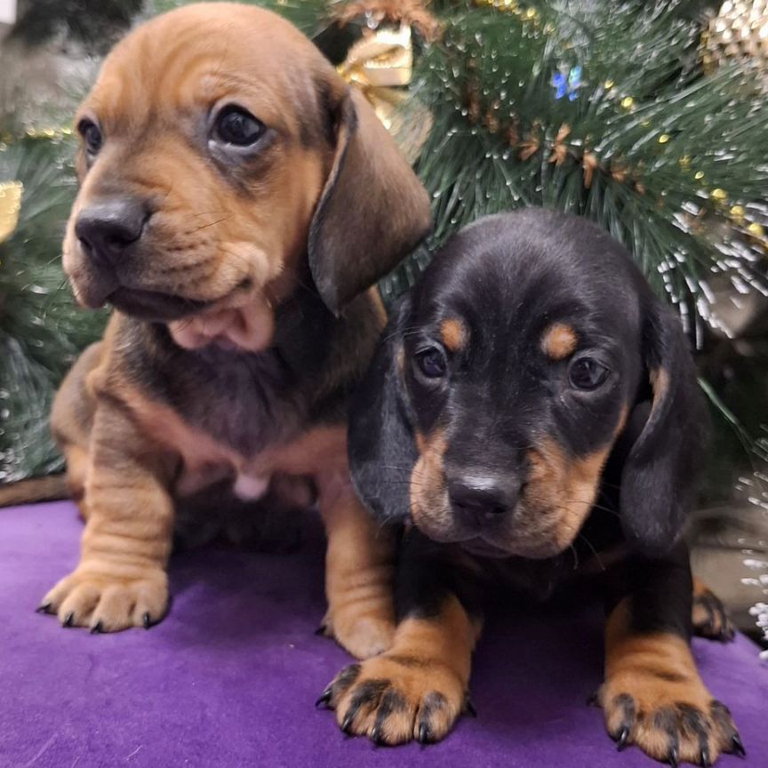 Такса, щенок