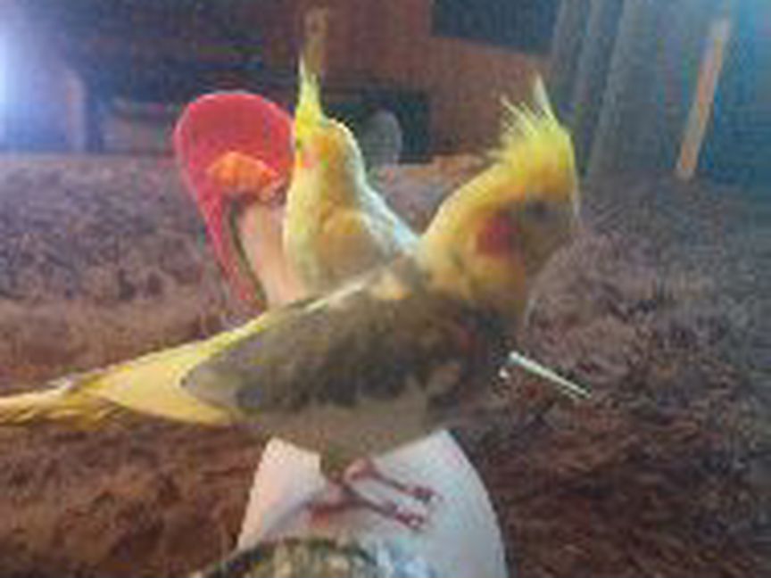 Ручная пара корелл с большой клеткой