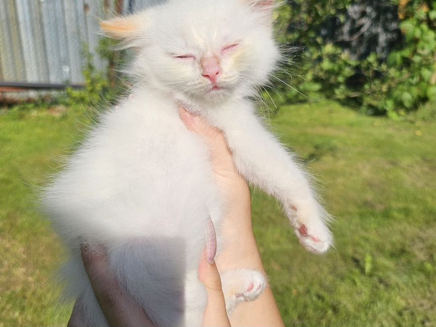 Котенок в добрые руки голубоглазое чудо