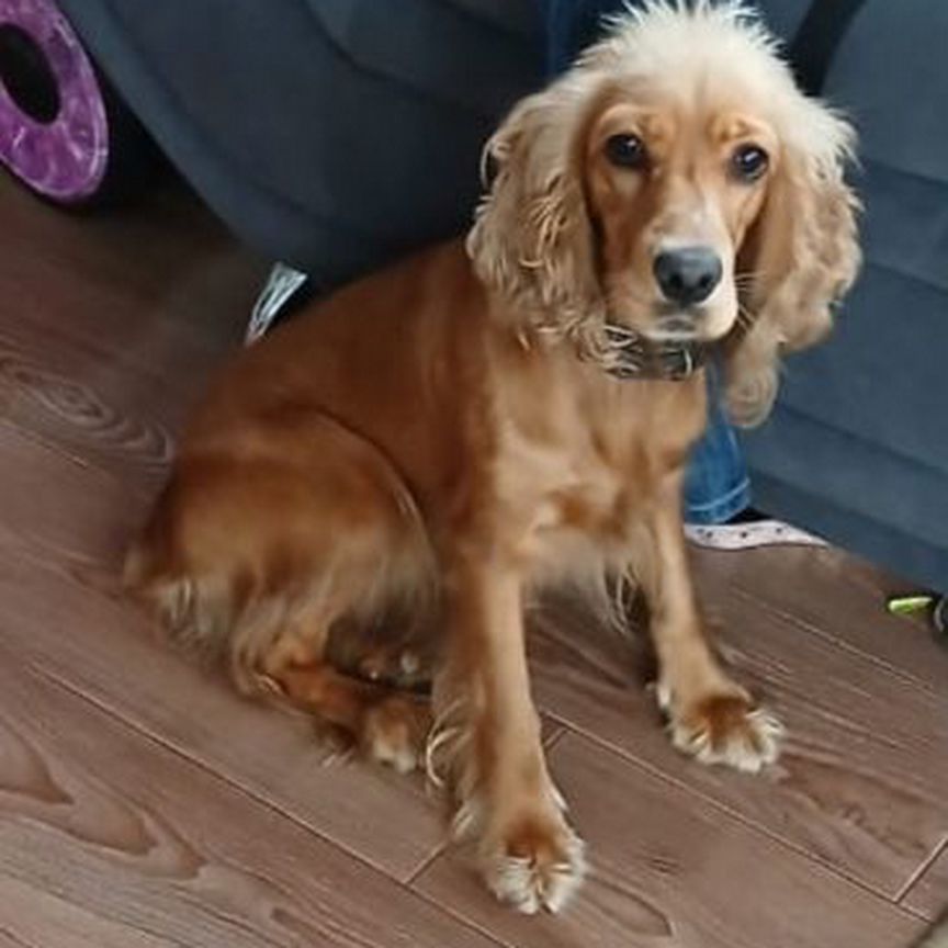 Ищю кабеля для вязки