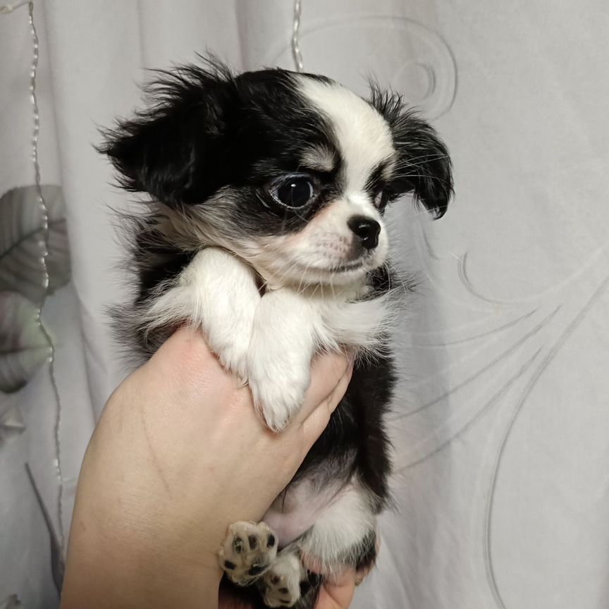 Чихуахуа, щенок