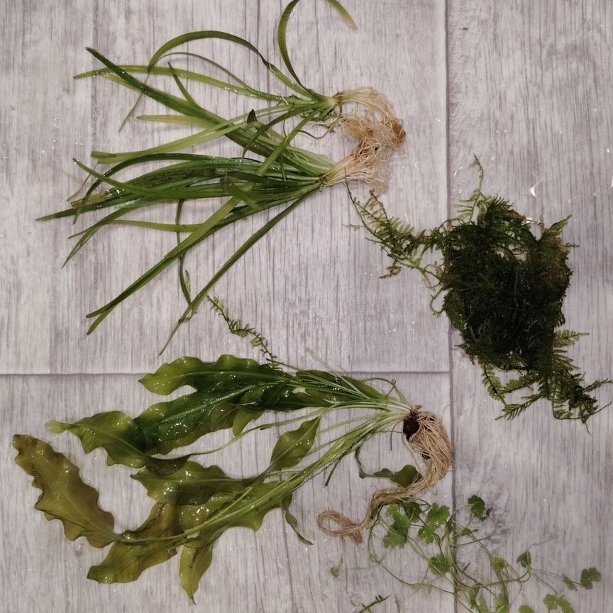 Аквариумные растения Бронь