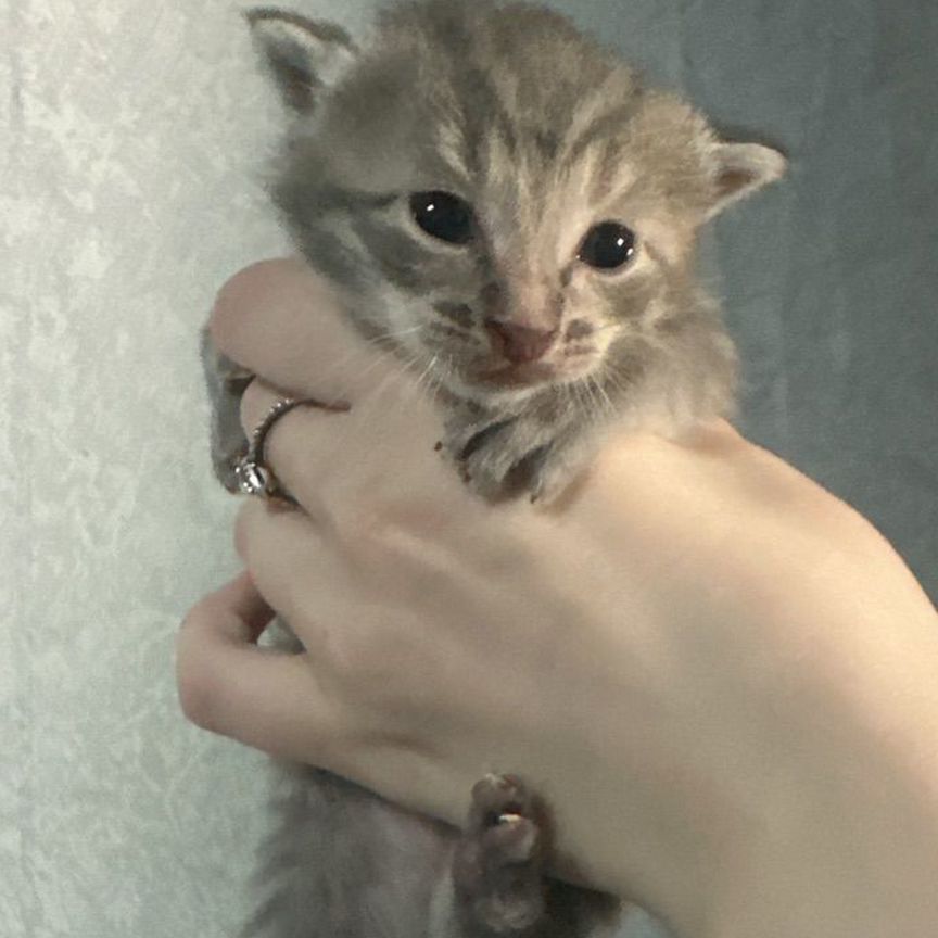 Британский короткошёрстный котёнок