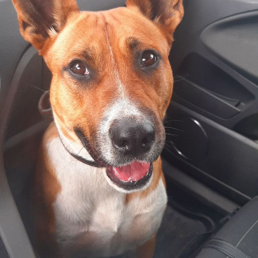 Щенки стаффорда