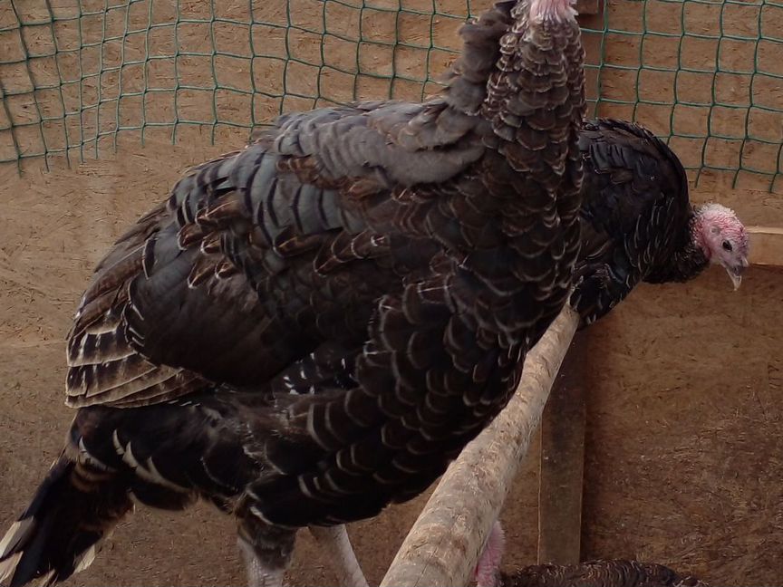 Индюшки 3 месяца