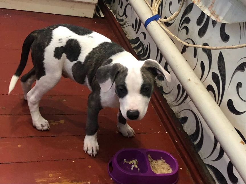 Собака в добрые руки отдам бесплатно