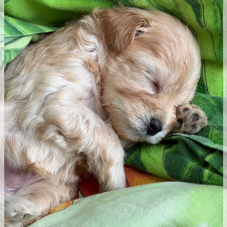 Мальтипу, щенок